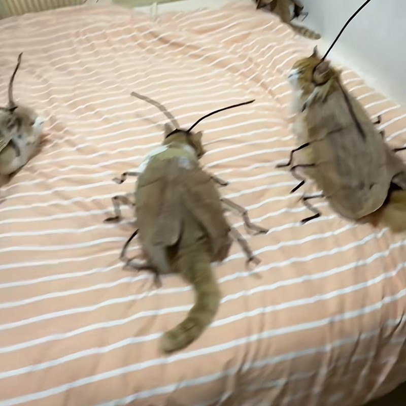 Cat Cosplay Dress Up Cockroach Costume Pet Breathable Clothing Funny ...