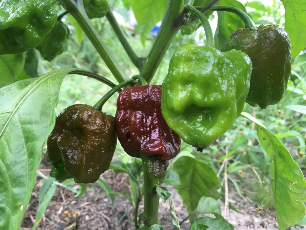 15 Chocolate Apocalypse Scorpion Pepper Seeds ULTRA RARE SUPER HOT 2024 ...