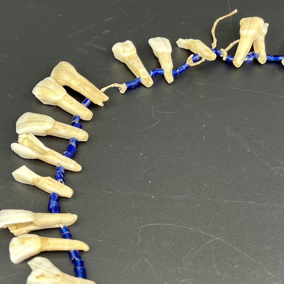 OLD Native American Buffalo Tooth Necklace Plains Tribe Glass Beads ...