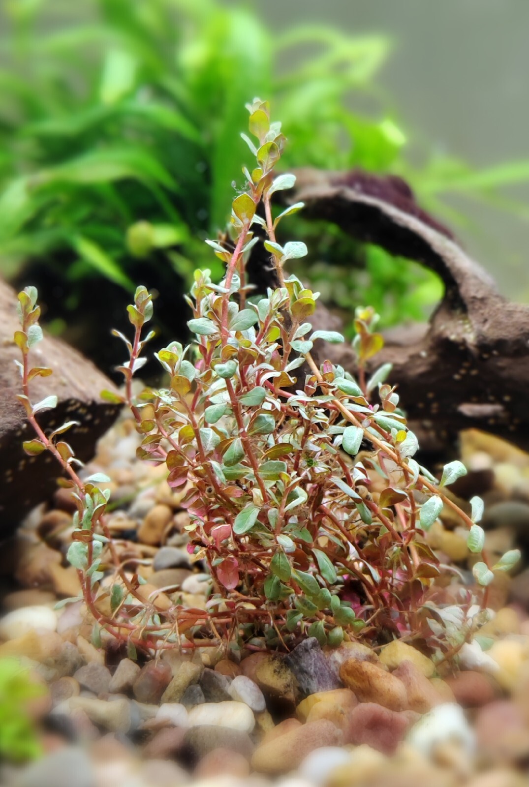 Floratica 12 x Rotala Indica Live Aquarium Plants Tropical Fish Tank ...