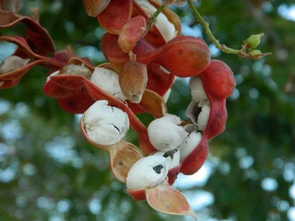 Guamuchiles Tree