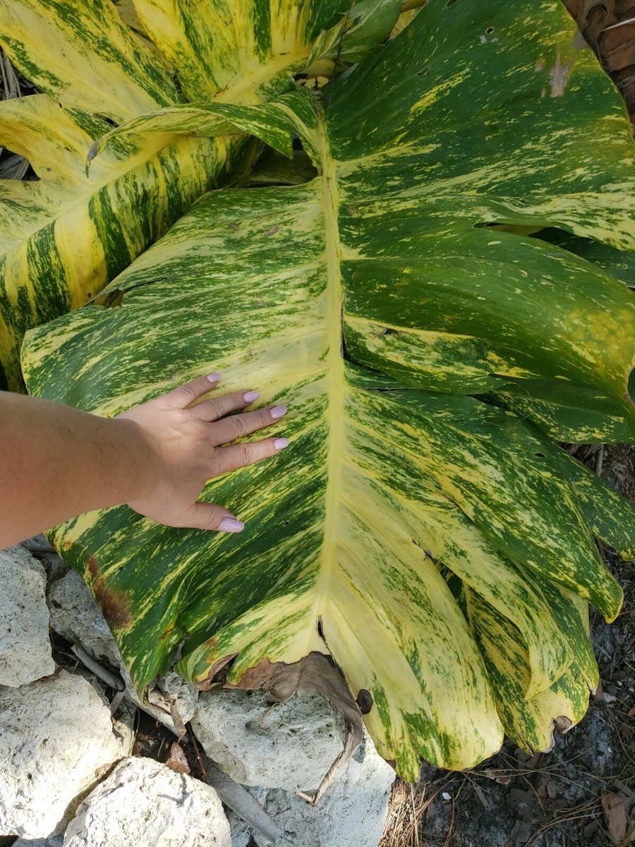 Rare Giant Hawaiian Variegated Fenestrated Golden Pothos RARE GIANT
