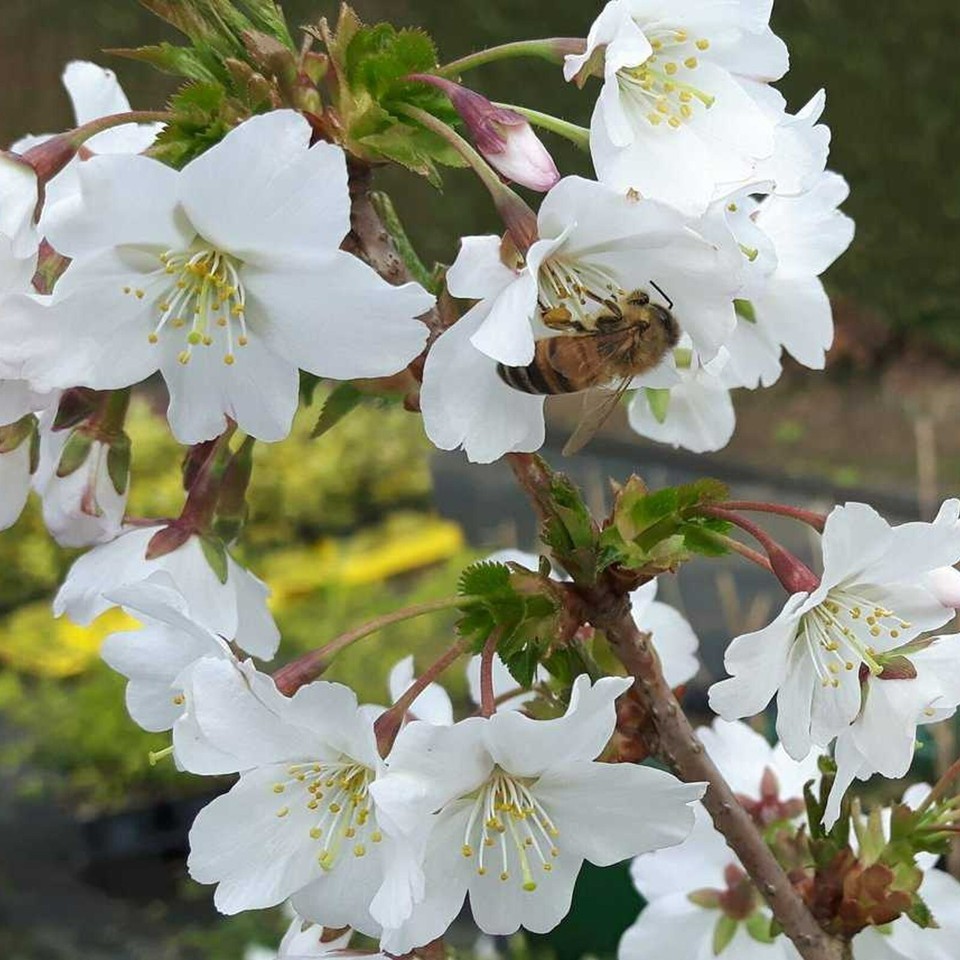 Prunus Brilliant Plant - Alpine Cherry Bush - 9cm Pot - Flowering ...