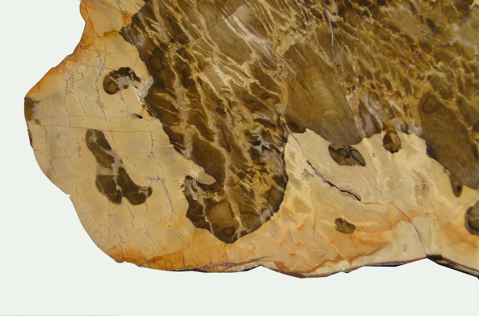 545 GRAMS PENTOXYLON JURASSIC INJUN CREEK FORMATION PETRIFIED WOOD ...