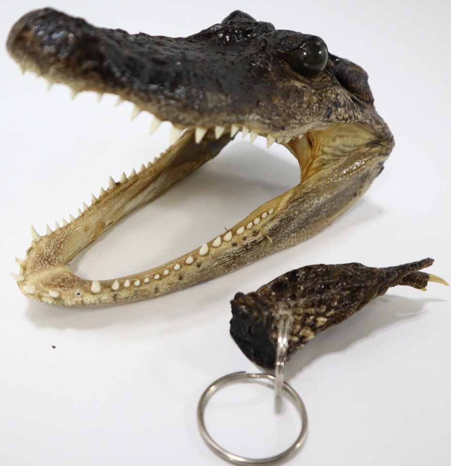 Authentic 5-6" Alligator Head Real Alligator Taxidermy & Gator Key ...