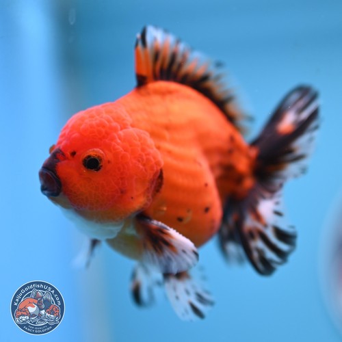 Live Fancy Goldfish Shogun Tiger Oranda 3.5 inches Body - Male (250207 ...