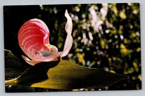 Showy Lady Slipper Minnesota State Flower Vintage Postcard | eBay