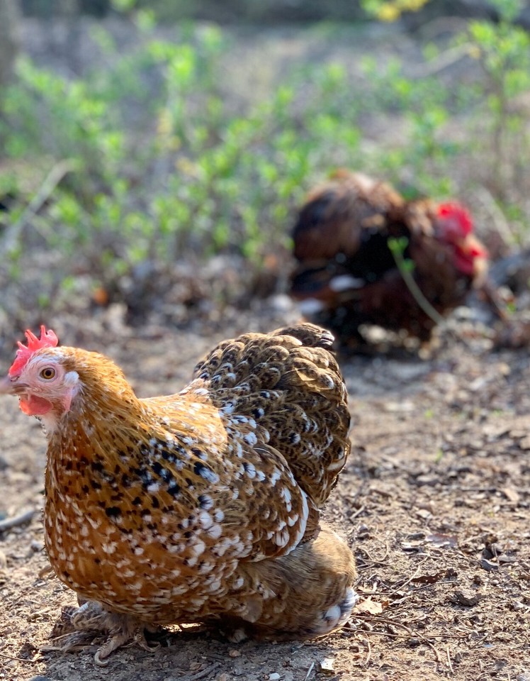 12 Hens Choice hatching eggs PLEASE READ DESCRIPTION Pure Orpingtons ...