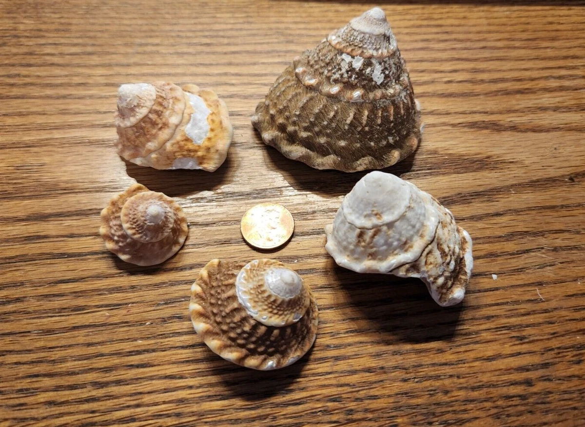 Calcium Carbonate Shells