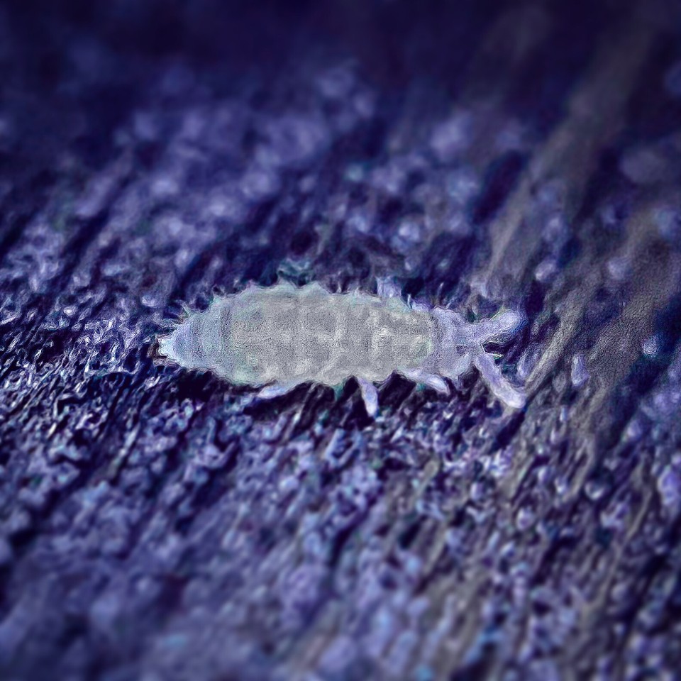 Live Springtail Cultures – Multiple Species Available – Terrarium Clean ...