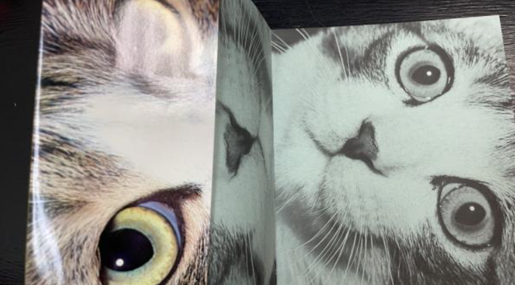 Fukase Masahisa Sasuke Cat Photo Book From Japan | eBay UK