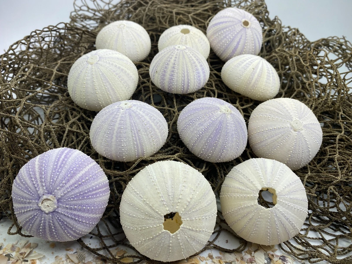 Sea Urchin Shell Crafts