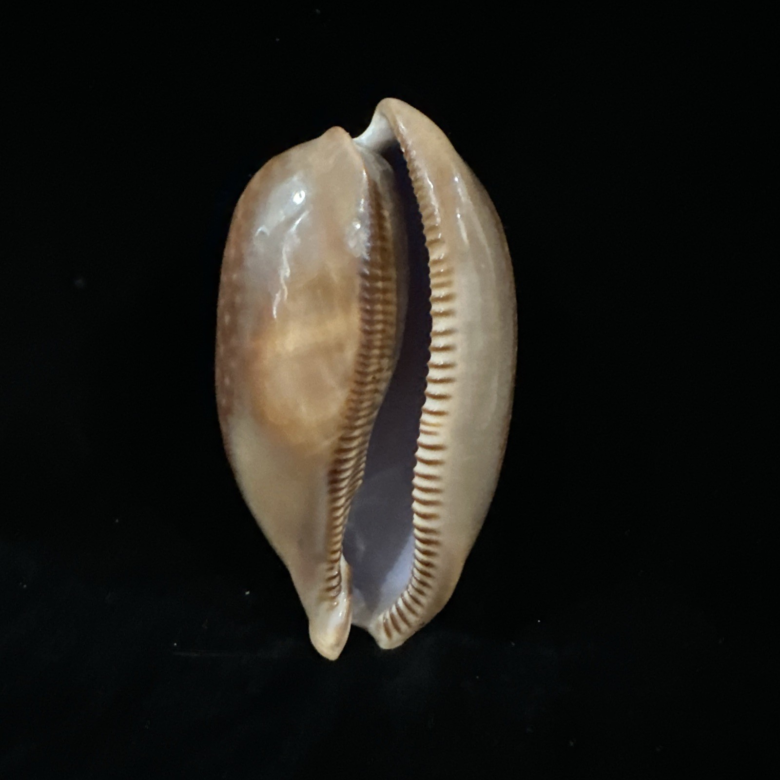 Seashell Cypraeidae Atlantic Deer Cowrie 139.7mm Giant Size Form And ...