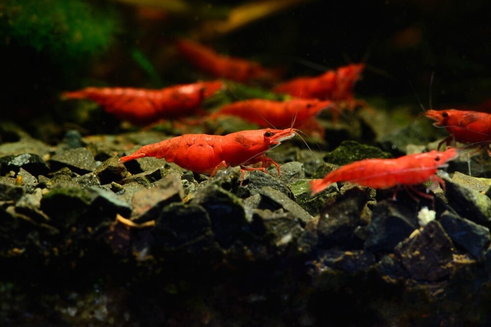 Seam Oasis - 20+ Fire Red Shrimp Neocaridina Shrimp + FREE SHIPPING | eBay