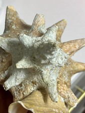 Conch Shells for sale | eBay