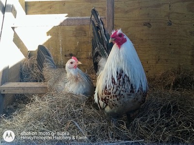 Livestock Supplies - Gamefowl Hatching Eggs