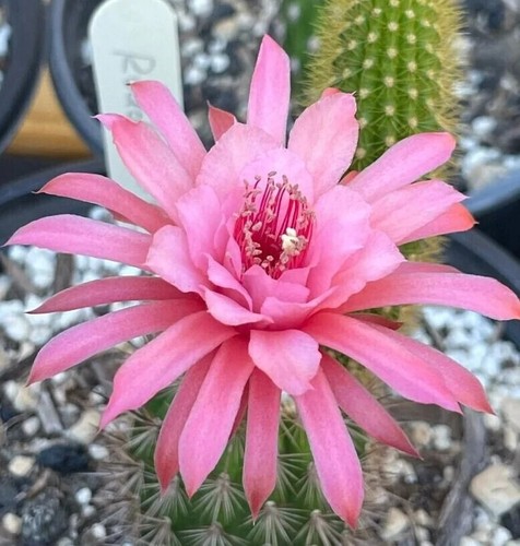 NEW,HILDEWINTERA Hybrid RUDOLF HERZOG, Easy Growing!, Rooted,Plant ...