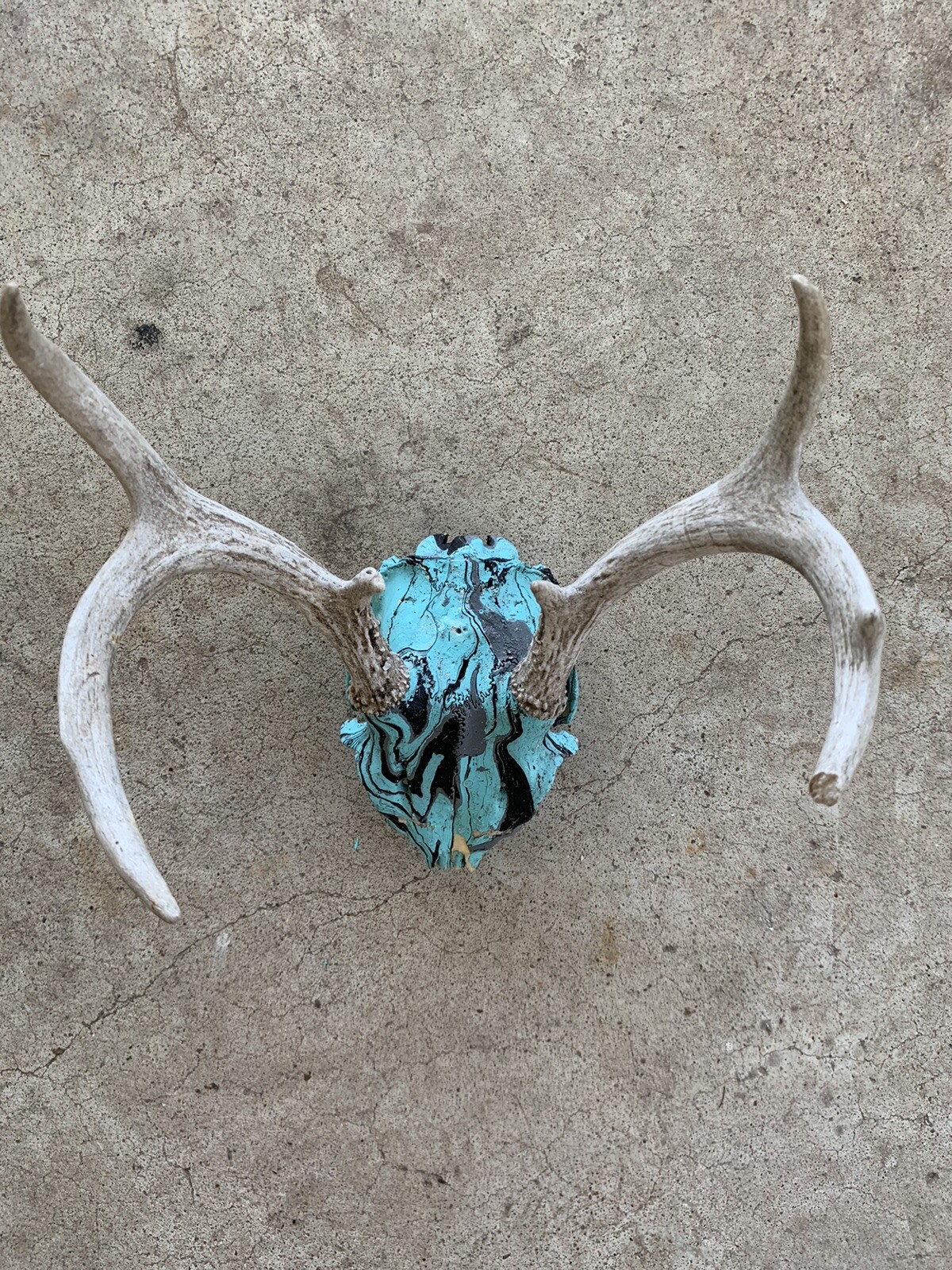 Hydro-dipped Deer Skull European Mount | eBay