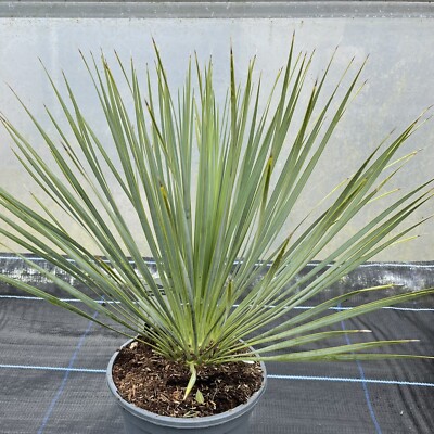 Yucca rostrata - 20cm Pot 50cm - Beaked Yucca | eBay UK