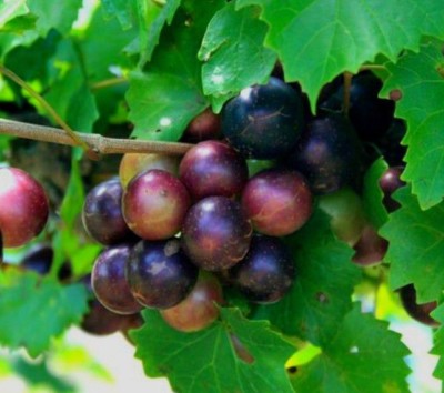 2 MUSCADINE GRAPE VINES LIVE PLANTS FRUIT Rotundifolia Fox Bullace ...