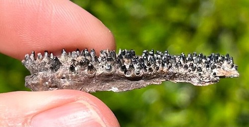 NICE Fossil Alligator Gar Jaw with Many Teeth Pleistocene Fish Teeth ...