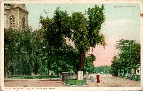 Cambridge MA Washington Elm Tree Memorial Postcard unused (13652) | eBay