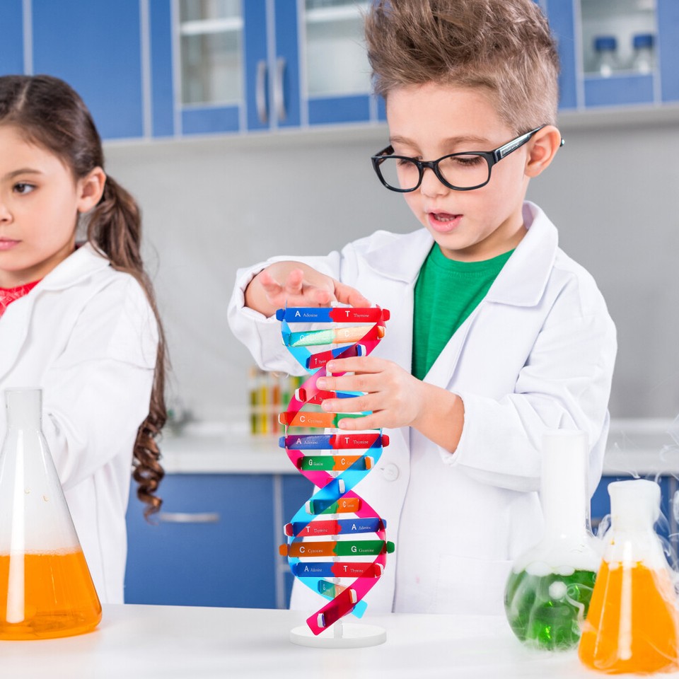 DNA Student Child Double Helix Learning Toys | eBay UK