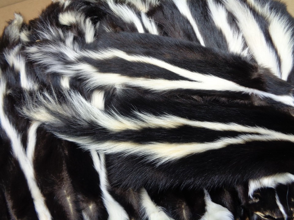 Professionally Prime Large #1 Tanned striped skunk hide/fur/gag gift ...