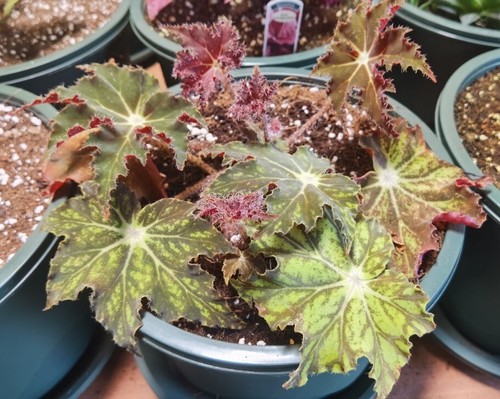 Begonia Cleopatra| Small Plant| Fully Established Root System | eBay UK