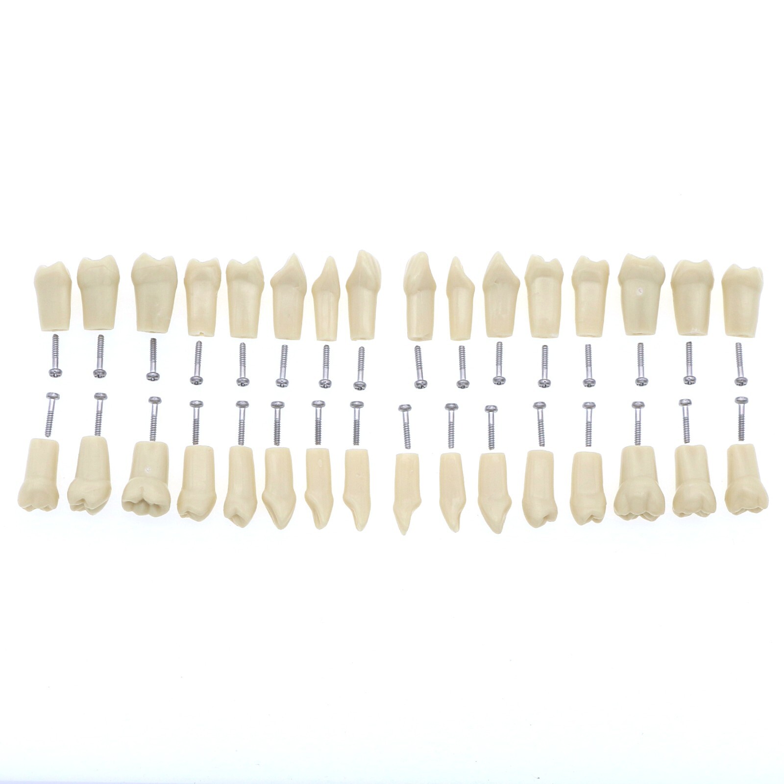 Frasaco AG3 Dental Restorative Typodont Model,32 Removable Teeth | eBay