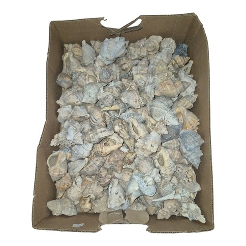 Box Full Of Hundreds Of Vintage Old Sea Shells Seashells Conch. Beach ...