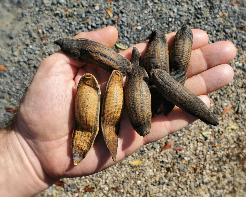 X3 Leeches, Dried Real Leech, Oddities, Macrobdella decora | eBay