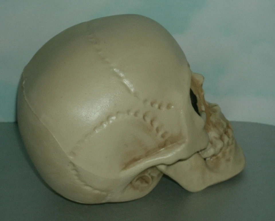 Life Size Human Skull Plastic Replica Bonehead - Man Cave Decor ...