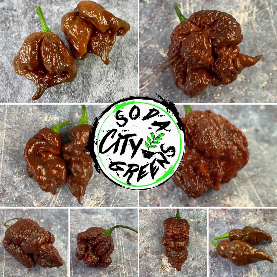 7 Pot Chocolate Primo Pepper Seeds | eBay