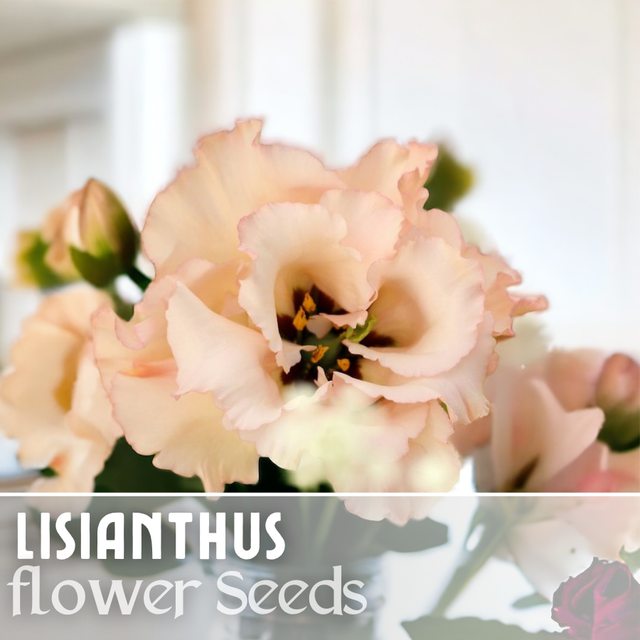 Lisianthus Seeds - 100 Seeds Garden Bloom Flower Seed Flowers Non Gmo ...