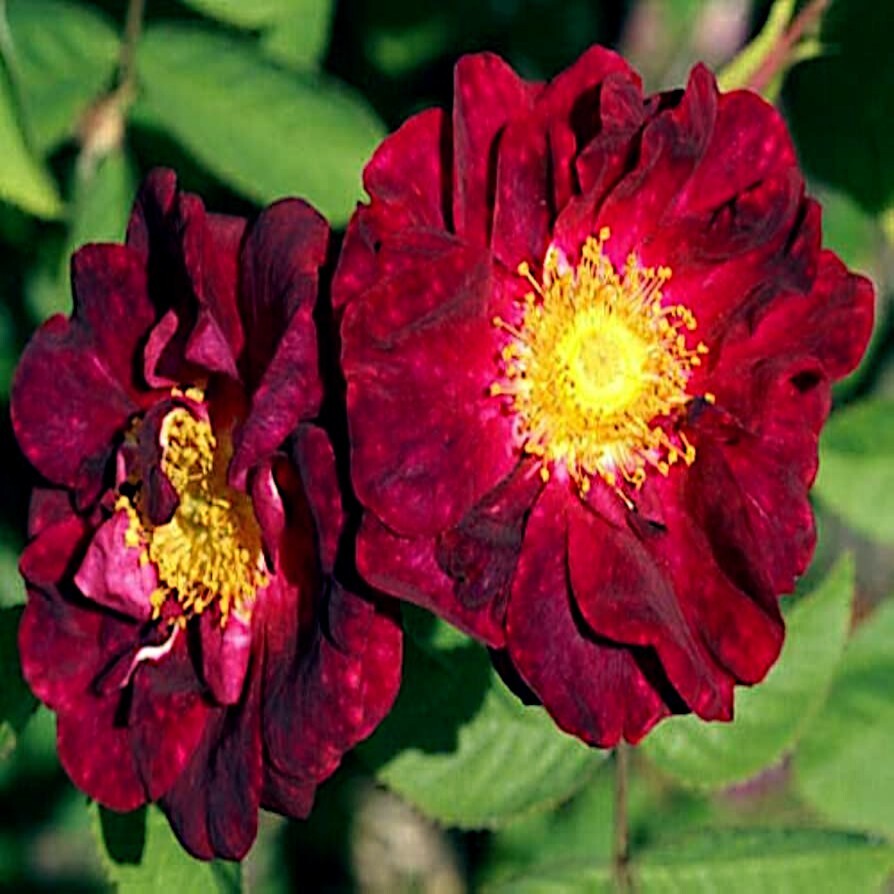 JAPANESE RED ROSE BUSH FLOWER SEEDS Rosa Rugosa Rubra Garden Hardy ...