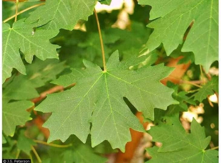 Bigleaf Maple Tree Seeds for Planting | 30+ Seeds | | eBay