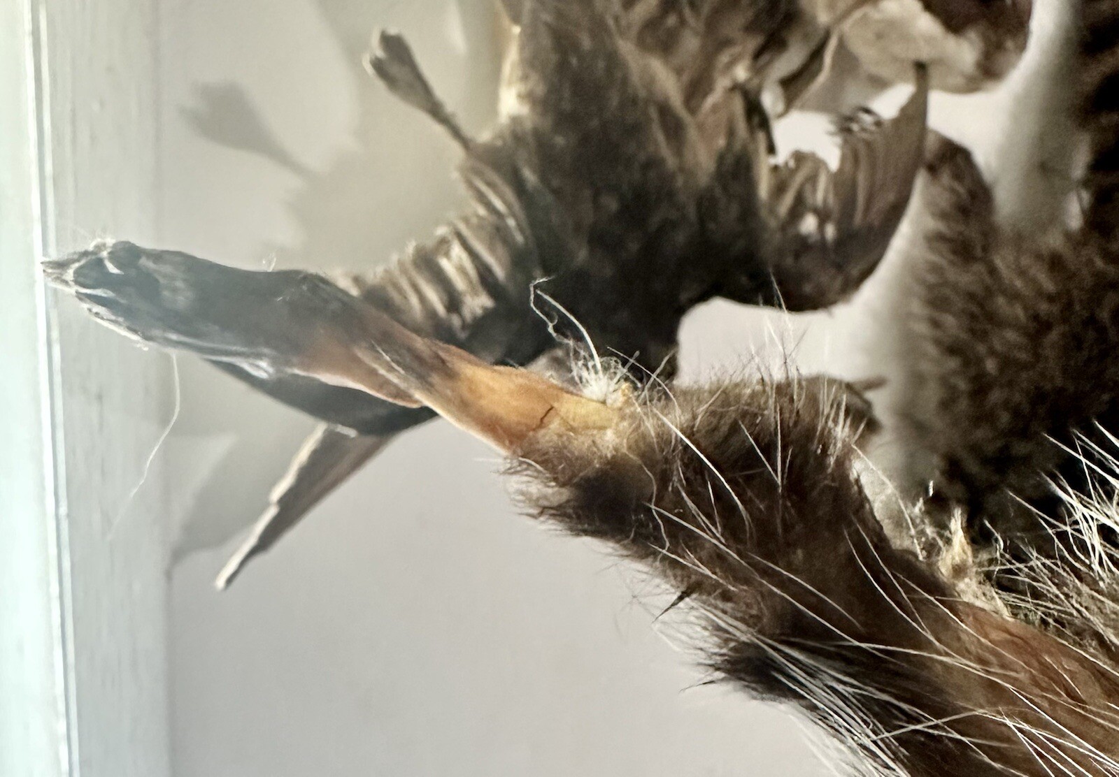 Taxidermy Hanging Possum Opossum Mount | eBay