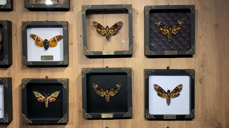 Real Framed Death Head Moth Frame Taxidermy Acherontia Skull Entomology ...