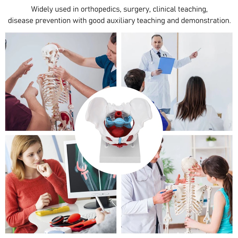 Pelvic Floor Anatomy Model Removable Colored Female Pelvis Model For ...