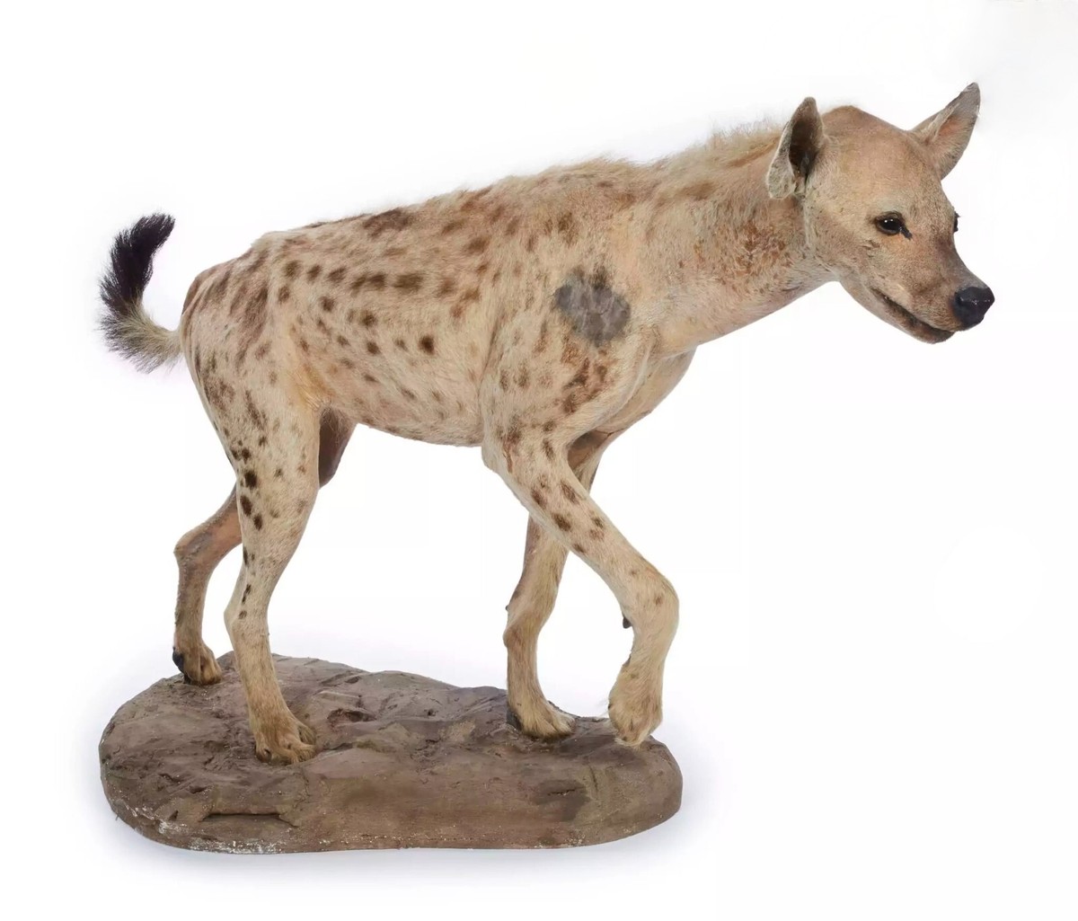 Hynas Slang Everything You Know About Hyenas Is Wrong — These
