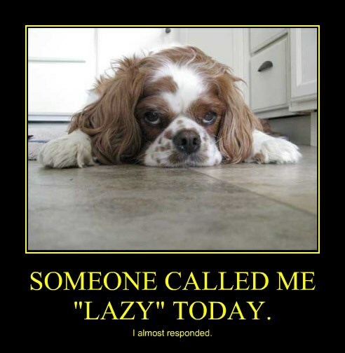 Funny Cavalier Memes PICTURES OF MY DOG🫶🏼🐾 | Gallery Posted