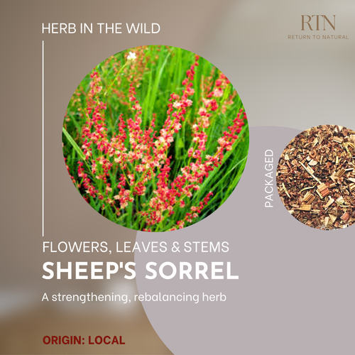 Sheep's Sorrel Dried Herb Tea Szczaw Polny High A Grade Nature Grown 5G ...