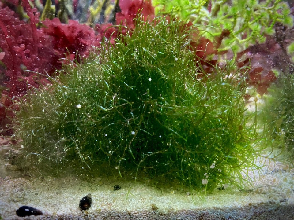 Cladophora Prolifera- Live Marine Macro Algae- 1” Frag- Reef and ...