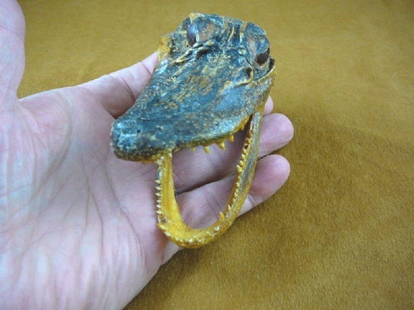 G-Def-261) 4-1/8" Deformed Gator ALLIGATOR HEAD jaw teeth TAXIDERMY ...