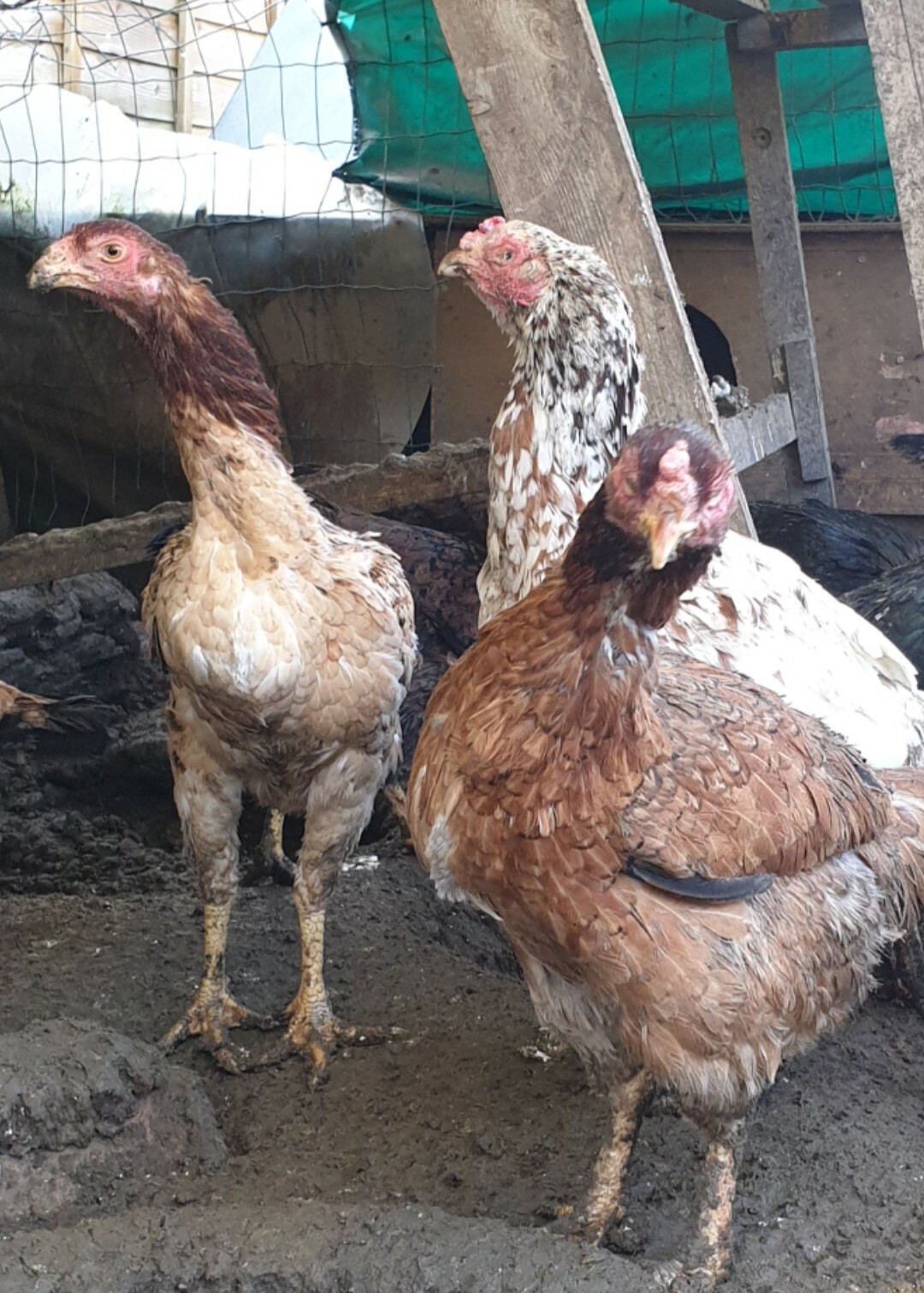 Asil Aseel Pure Mianwali Fresh 12 Eggs | eBay