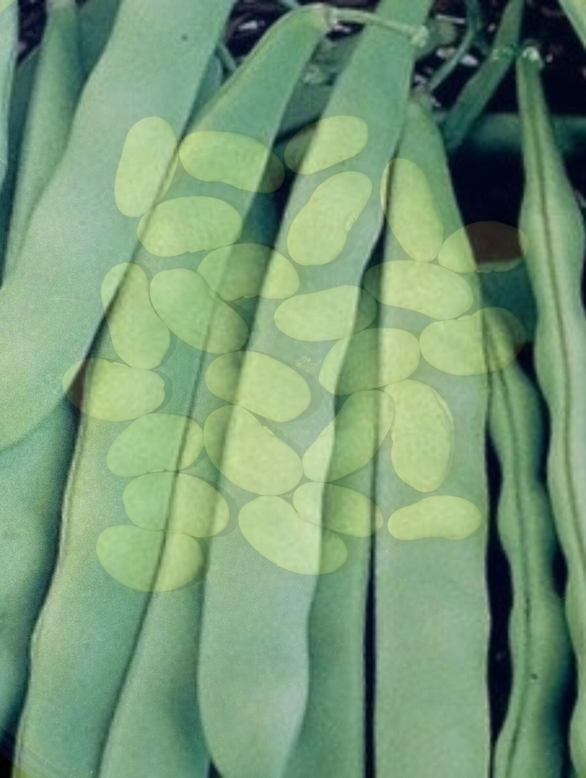 30 Qing Bain Romano Bean Seeds | Bian | Heirloom Pole Beans Flat ...