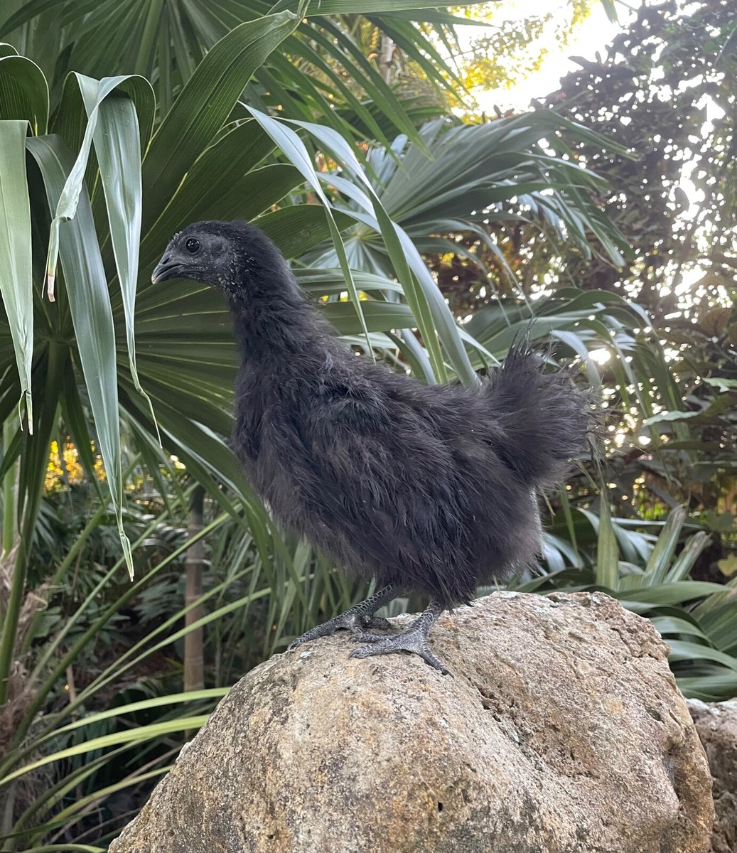 Ayam Cemani Hatching Eggs
