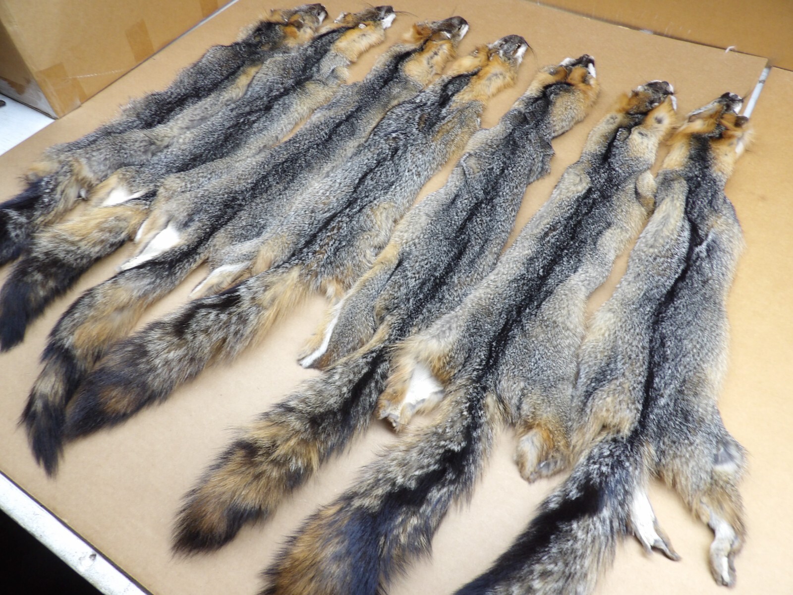 #1 Grey Fox Professionally Tanned/Furs/Trapping/Taxidermy/Crafts/USA ...