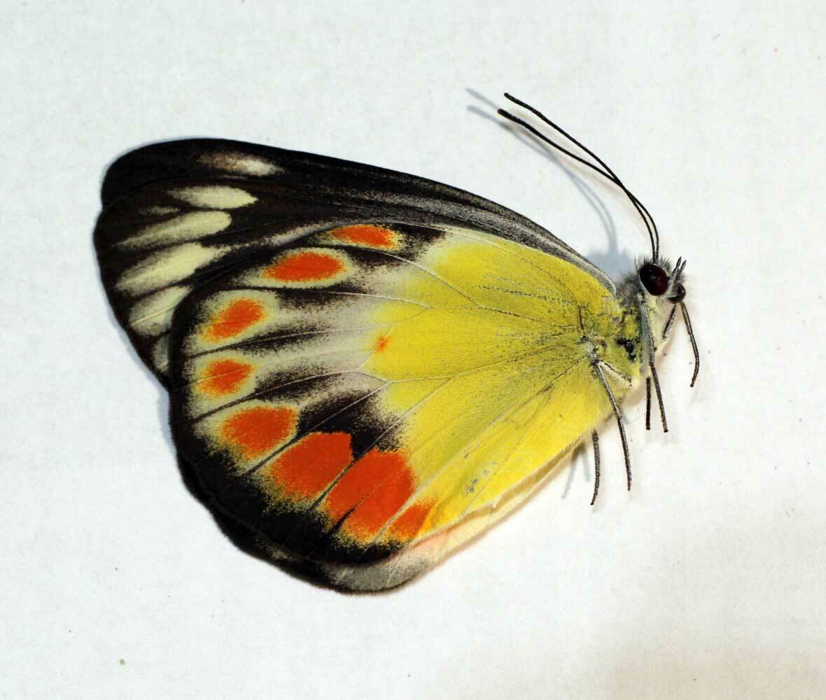 DELIAS PERIBOEA PERIBOEA - FEMALE - unmounted butterfly | eBay